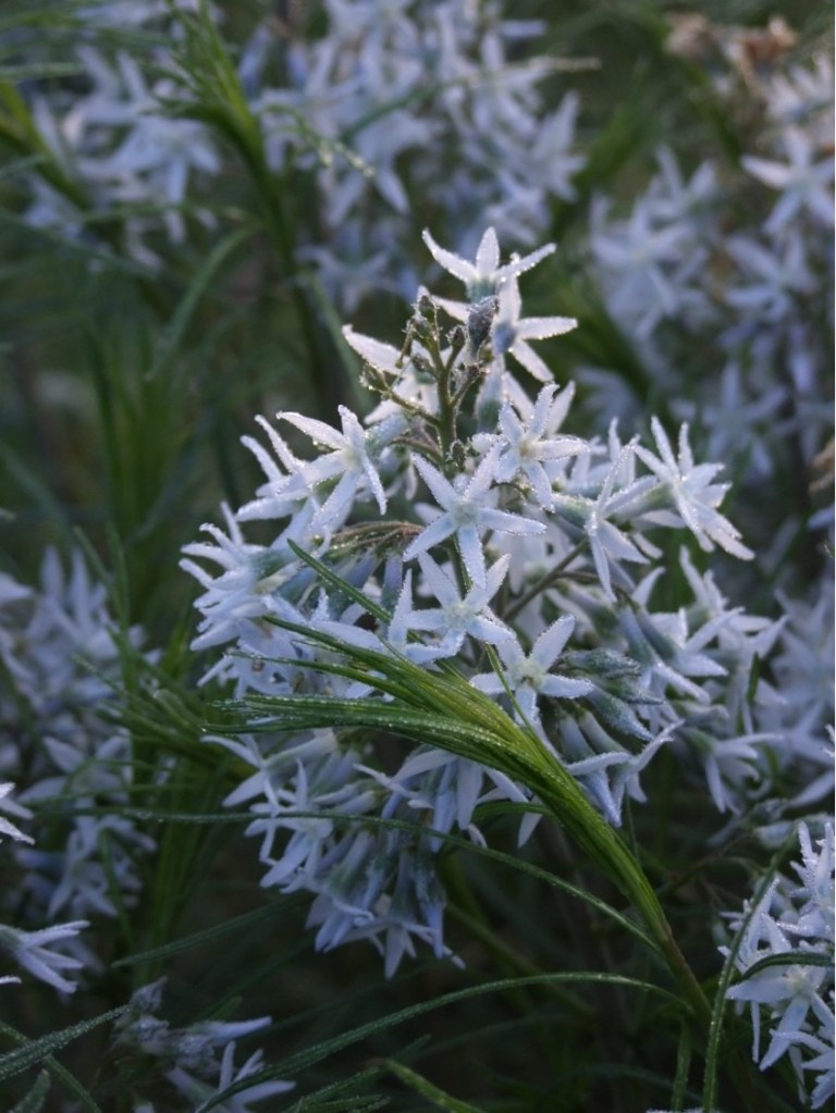 Amsonia hubrichtii – Perennial Plant of the Year®