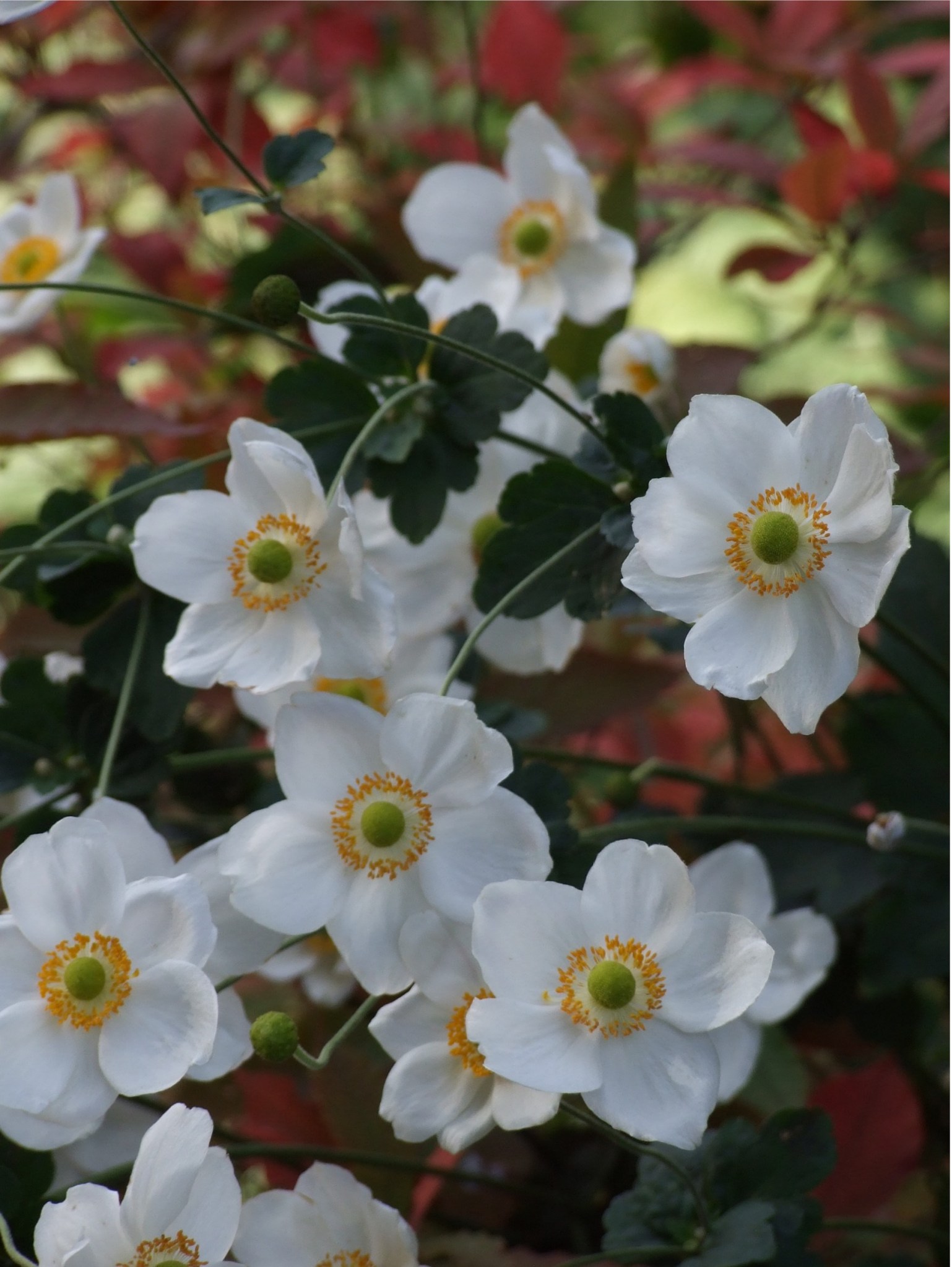 Anemone ‘Honorine Jobert’ – Perennial Plant of the Year®