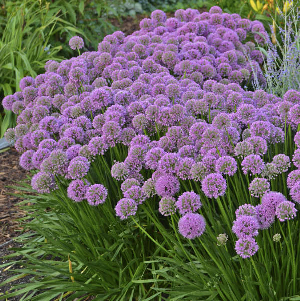 Allium ‘Millenium’ – Perennial Plant of the Year®