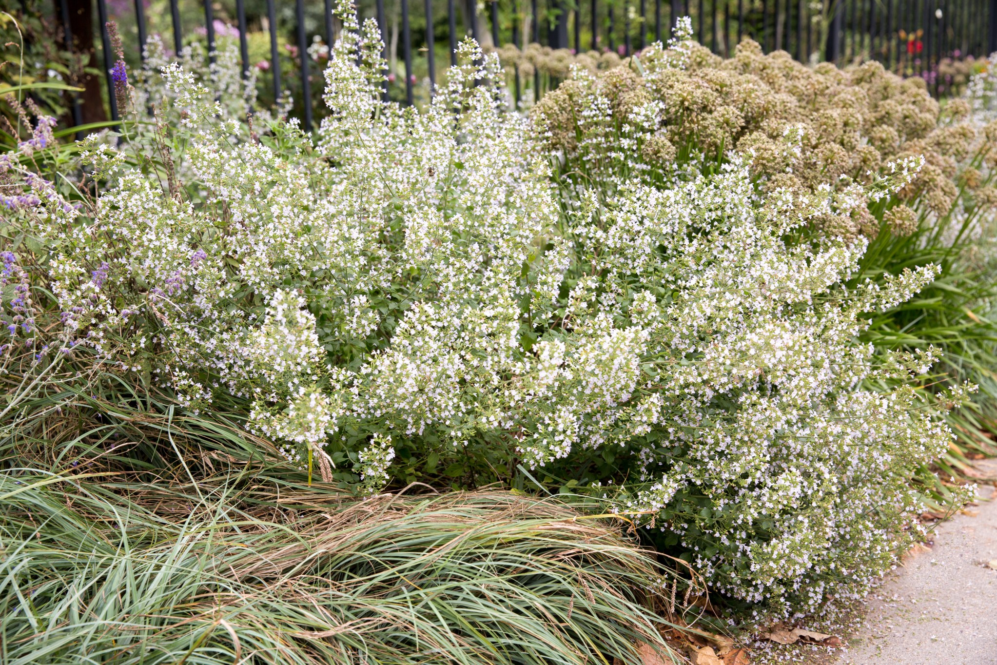 Calamintha nepeta subsp. nepeta – Perennial Plant of the Year®