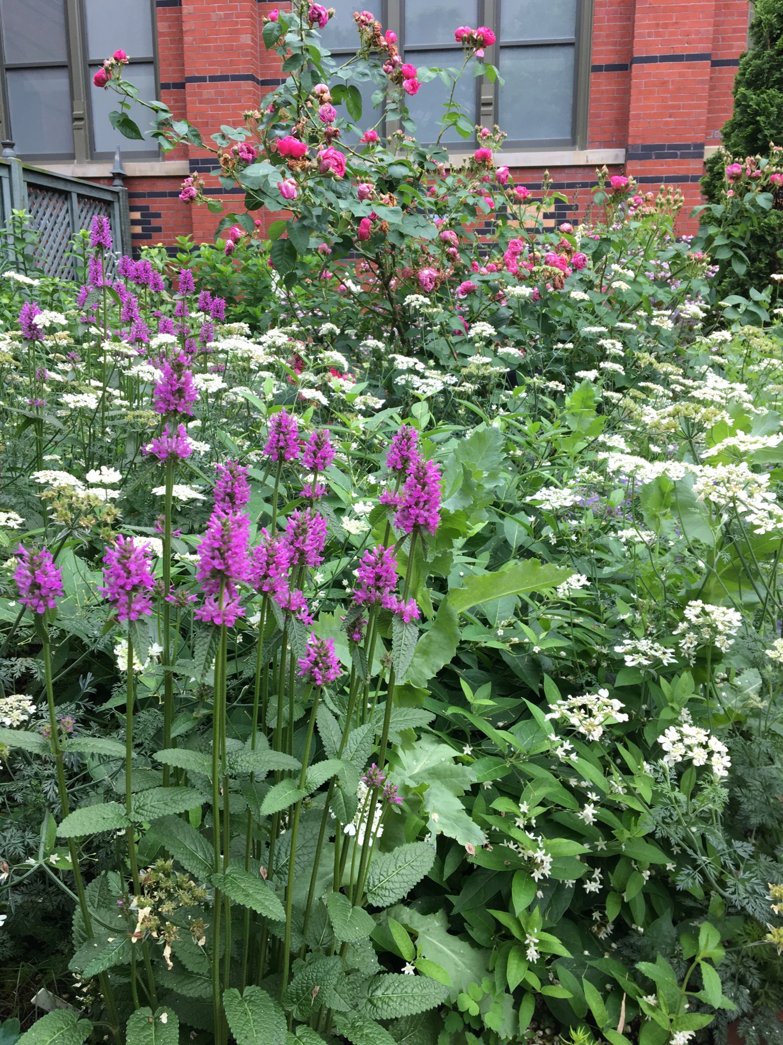 Stachys ‘Hummelo’ – Perennial Plant of the Year®