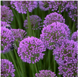 Allium ‘Millenium’ – Perennial Plant of the Year®