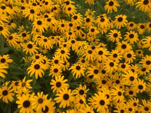 Perennial Plant of the Year® – The perennials the experts pick.
