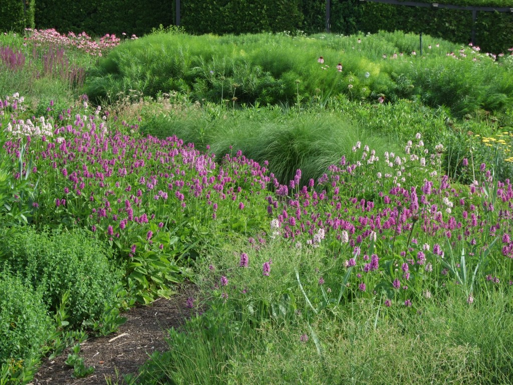 Stachys ‘Hummelo’ – Perennial Plant of the Year®