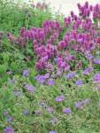 Stachys ‘Hummelo’ – Perennial Plant of the Year®
