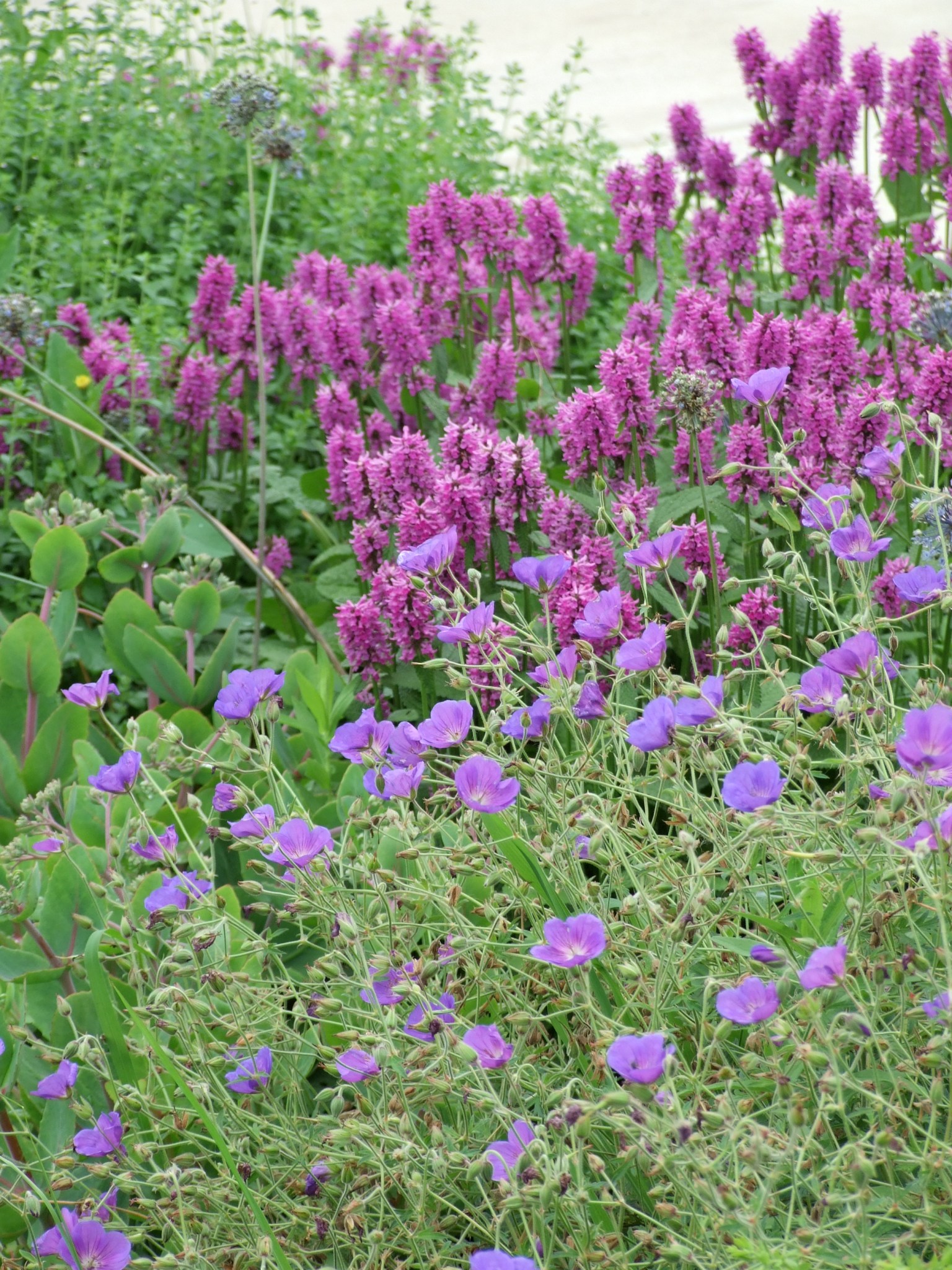 Stachys ‘Hummelo’ – Perennial Plant of the Year®