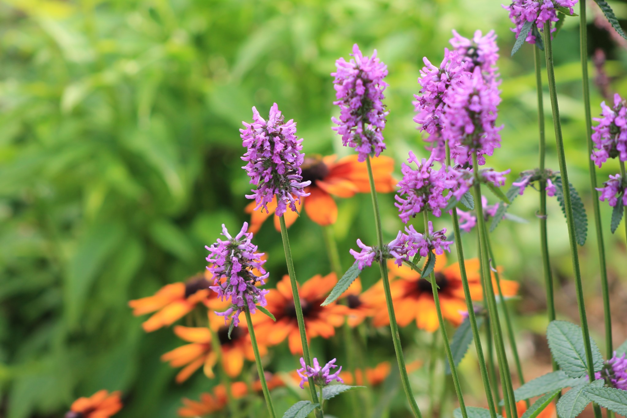 Stachys ‘Hummelo’ – Perennial Plant of the Year®