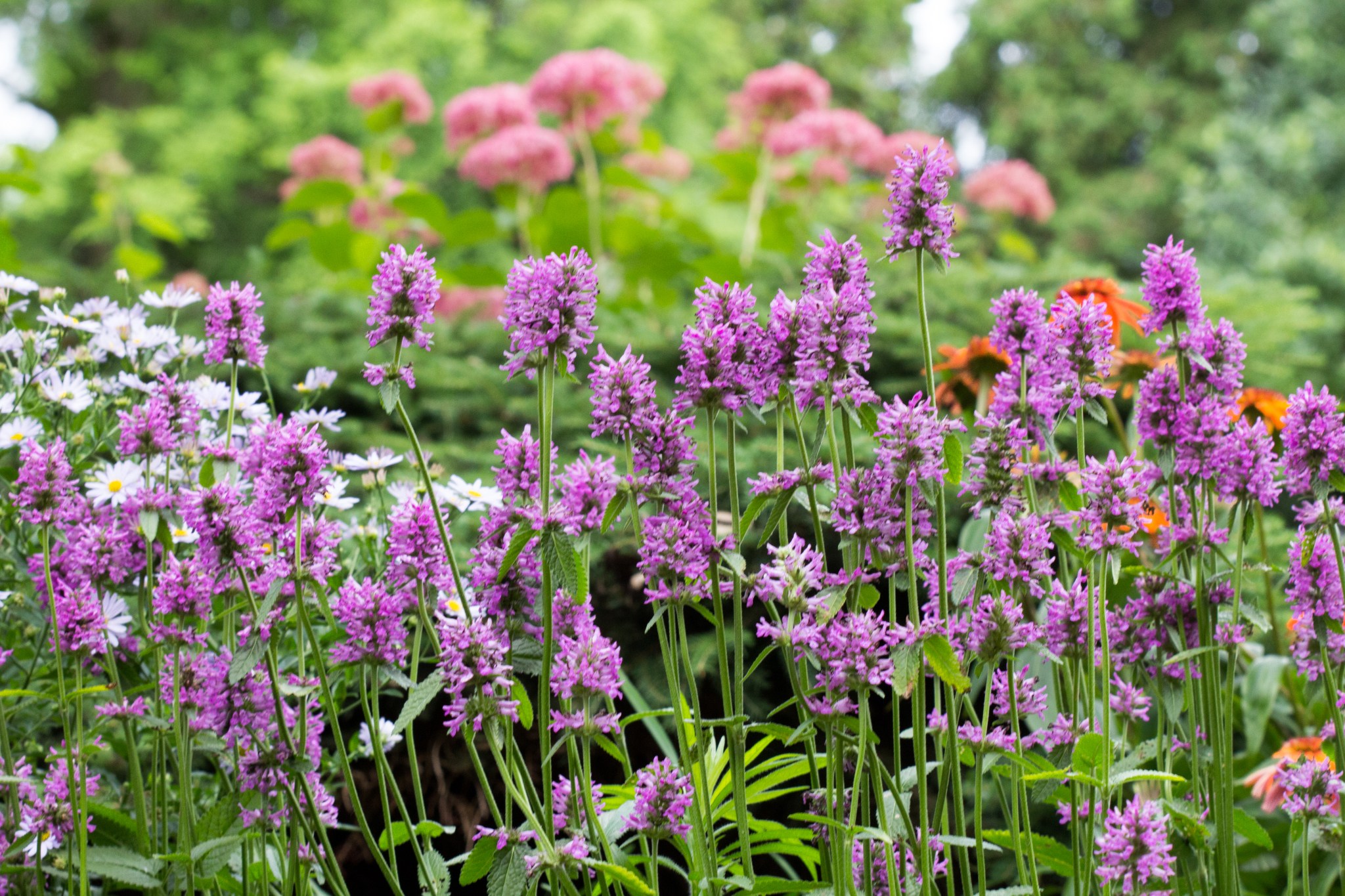 Stachys ‘Hummelo’ – Perennial Plant of the Year®