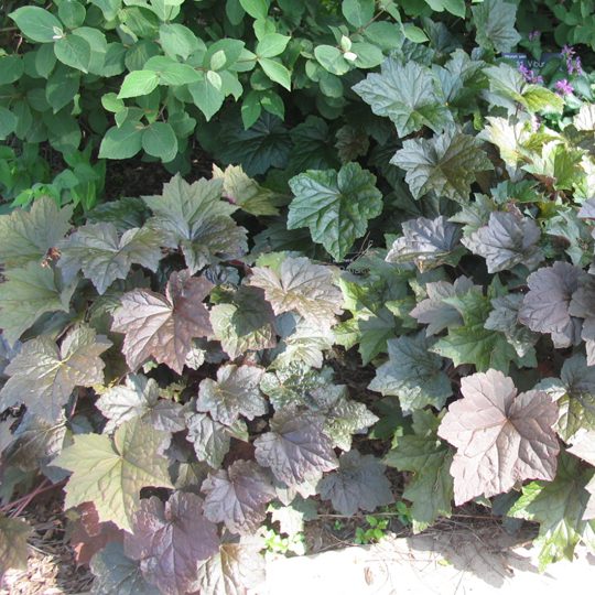 Heuchera ‘Palace Purple’ – Perennial Plant of the Year®