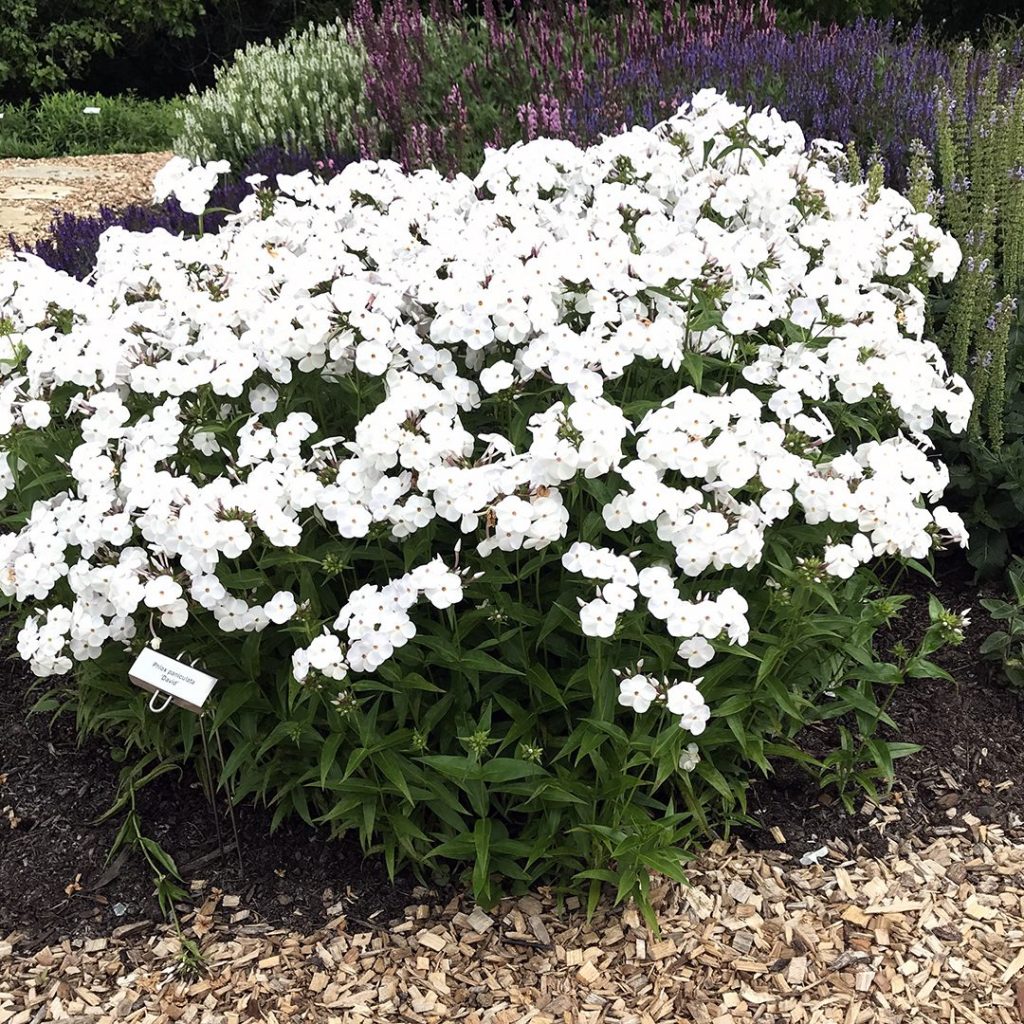 Phlox ‘David’ – Perennial Plant of the Year®
