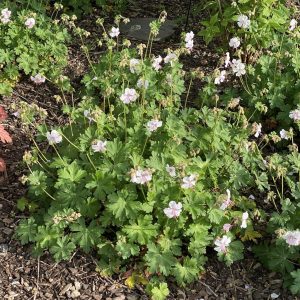 Geranium ‘Biokovo’ – Perennial Plant of the Year®