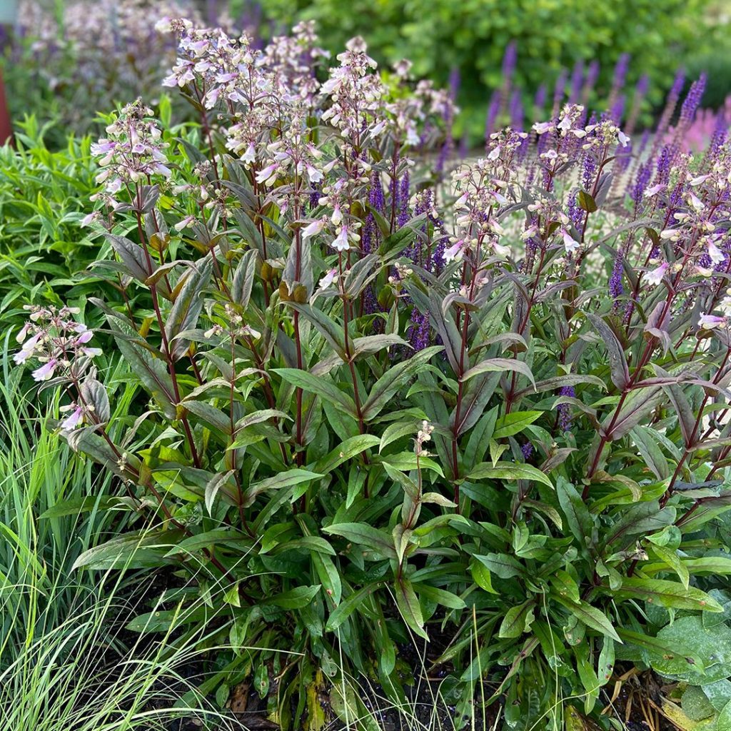 Penstemon ‘Husker Red’ – Perennial Plant of the Year®