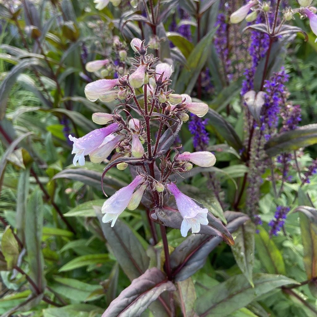 Penstemon ‘Husker Red’ – Perennial Plant of the Year®