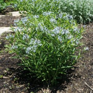 Amsonia hubrichtii – Perennial Plant of the Year®