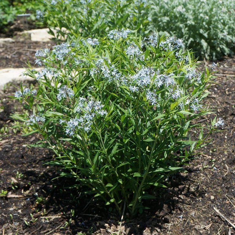 Amsonia hubrichtii – Perennial Plant of the Year®