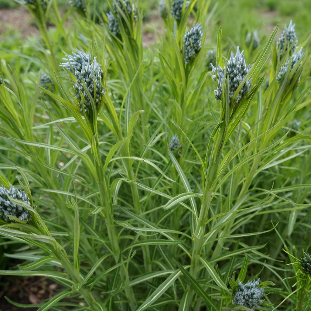 Amsonia hubrichtii – Perennial Plant of the Year®
