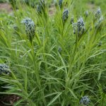 Amsonia hubrichtii – Perennial Plant of the Year®