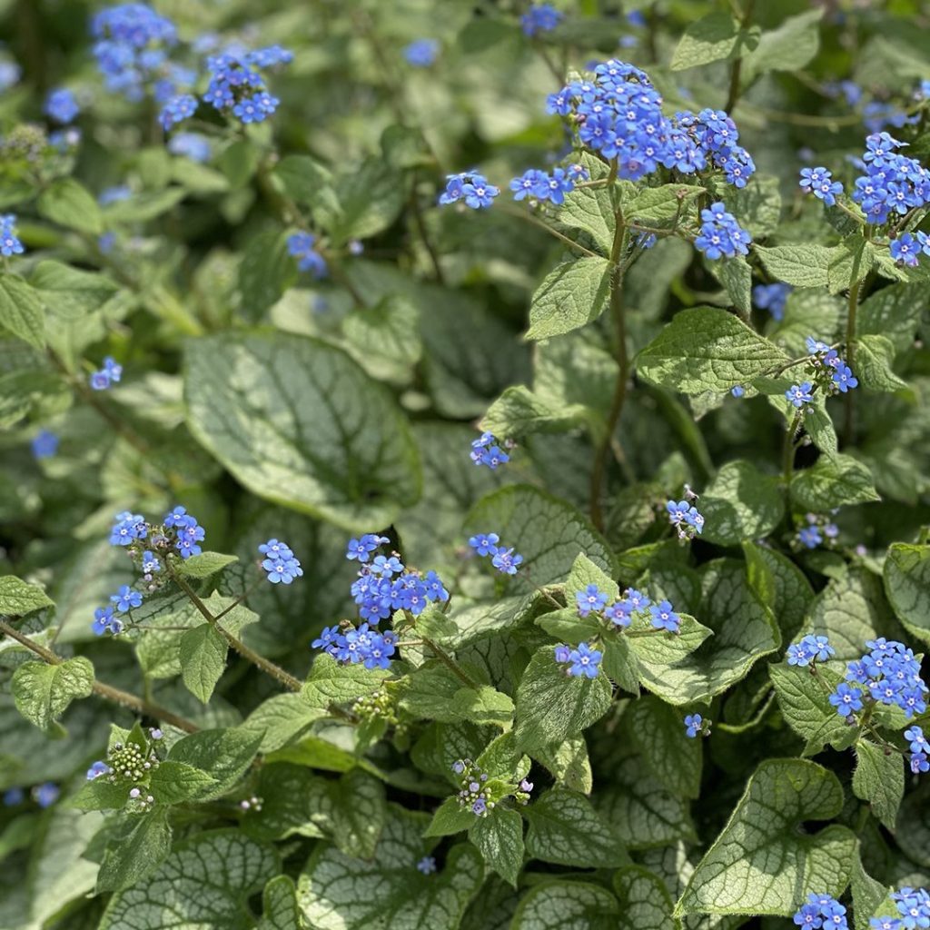 Brunnera ‘Jack Frost’ – Perennial Plant of the Year®