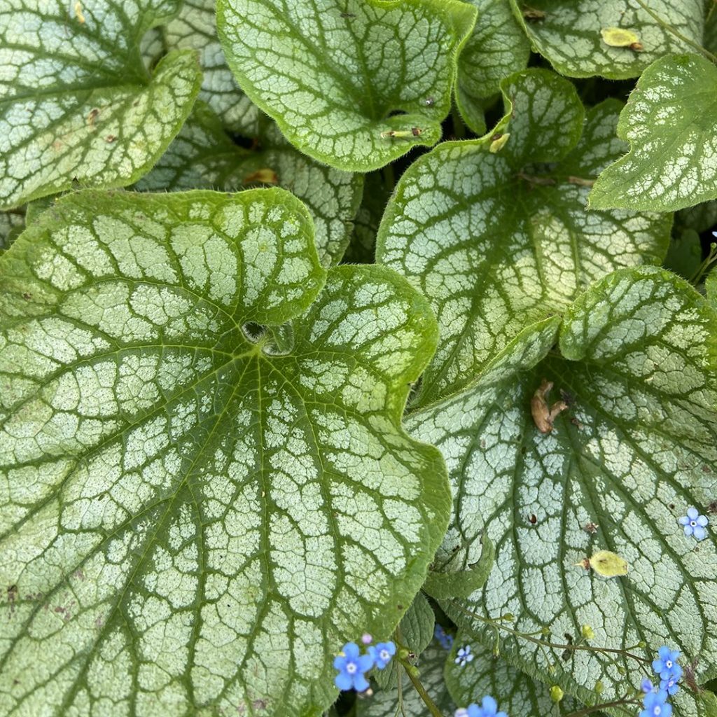Brunnera ‘Jack Frost’ – Perennial Plant of the Year®