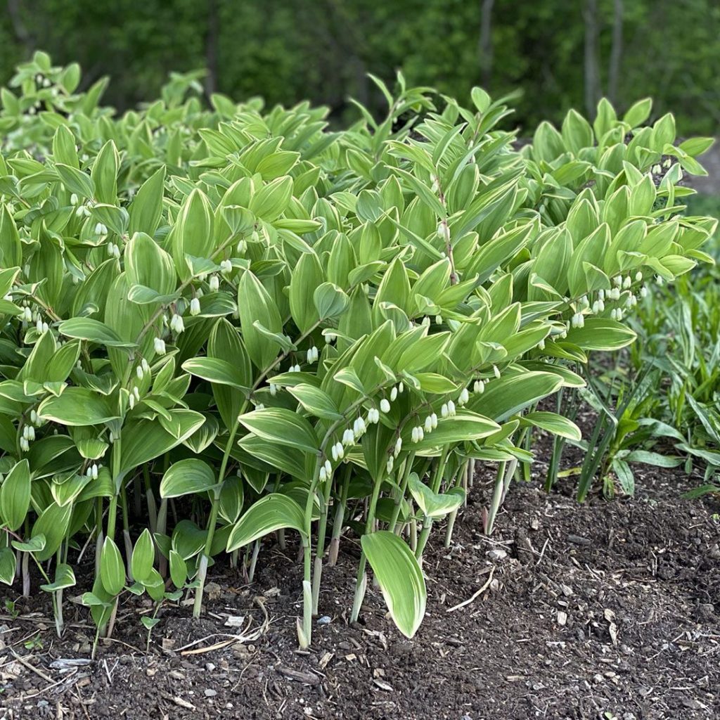 Polygonatum ‘Variegatum’ – Perennial Plant of the Year®