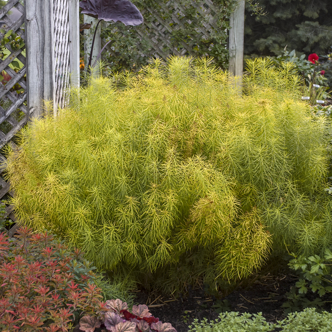 Amsonia hubrichtii – Perennial Plant of the Year®