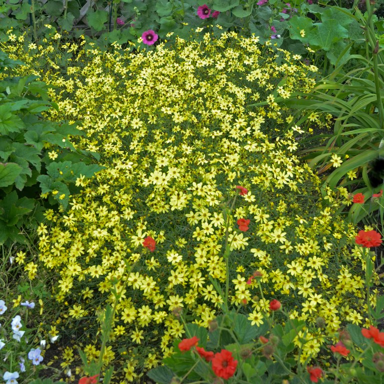 Coreopsis ‘Moonbeam’ – Perennial Plant of the Year®