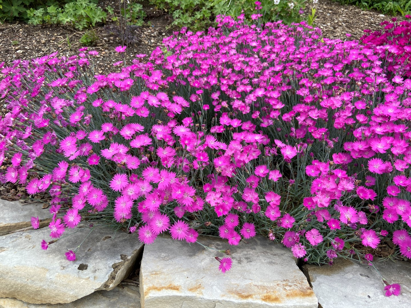 Dianthus Firewitch – Perennial Plant of the Year®