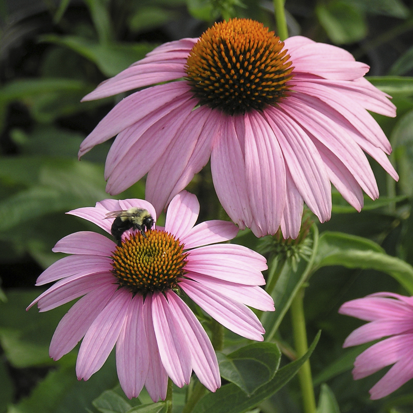 Echinacea ‘Magnus’ – Perennial Plant of the Year®