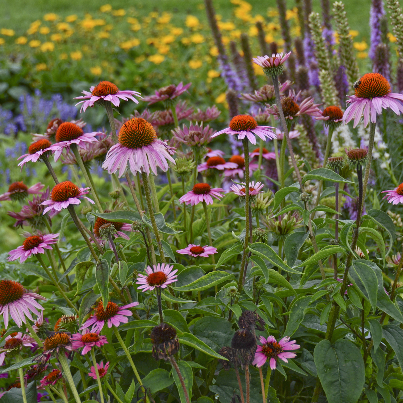 Echinacea ‘Magnus’ – Perennial Plant of the Year®