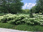 Geranium ‘Biokovo’ – Perennial Plant of the Year®