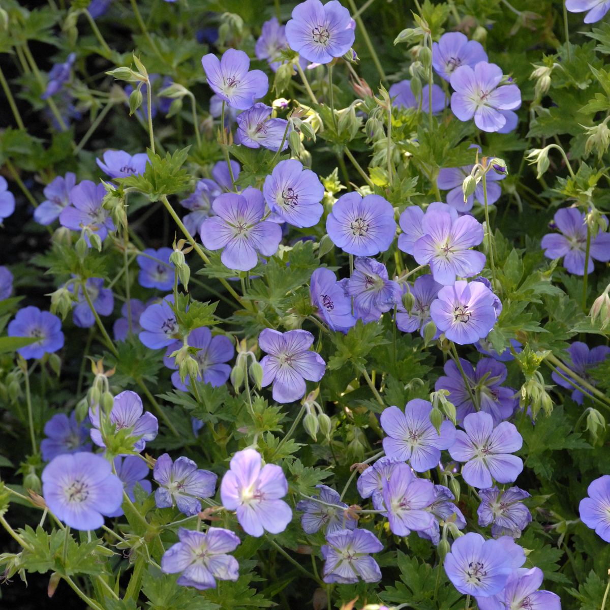 Geranium ‘Rozanne’ – Perennial Plant of the Year®