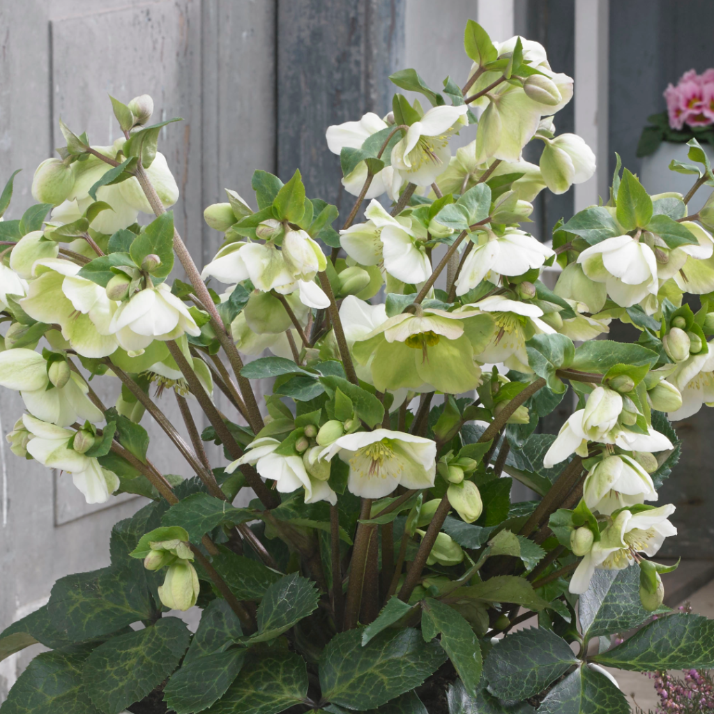 Helleborus – Perennial Plant of the Year®