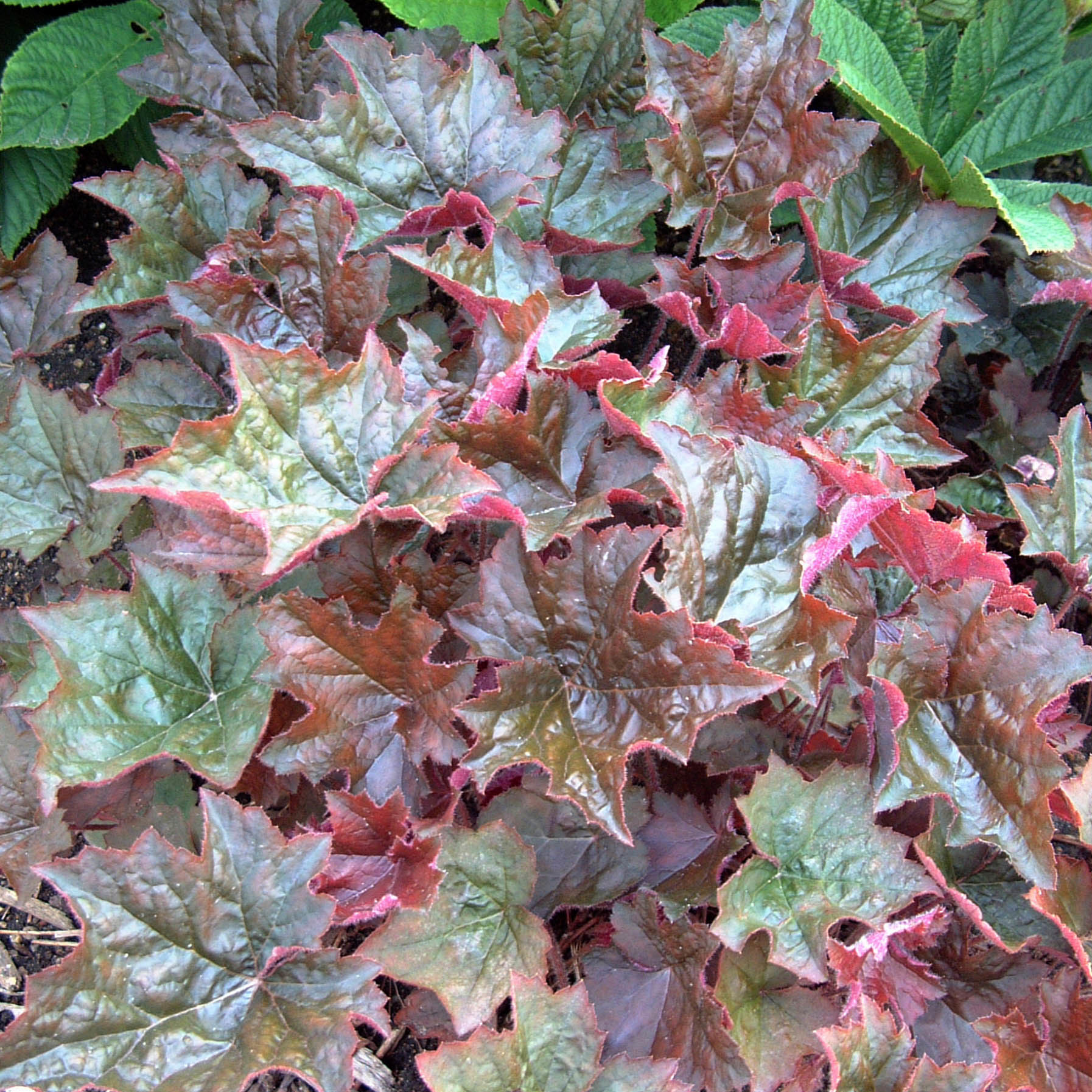 Heuchera ‘Palace Purple’ – Perennial Plant of the Year®