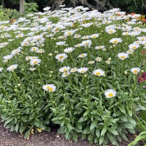 Leucanthemum ‘Becky’ – Perennial Plant of the Year®