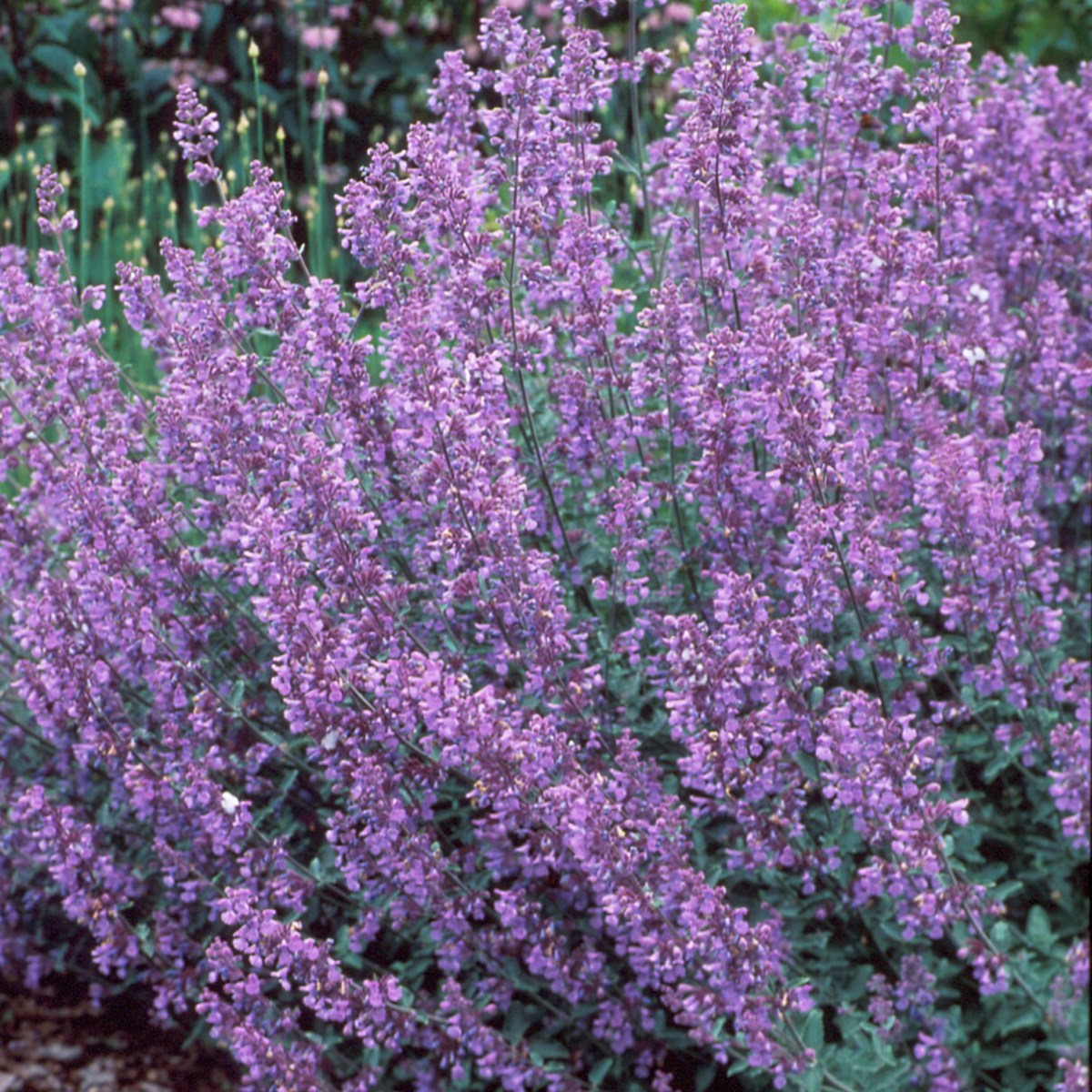 Nepeta ‘Walker’s Low’ – Perennial Plant of the Year®