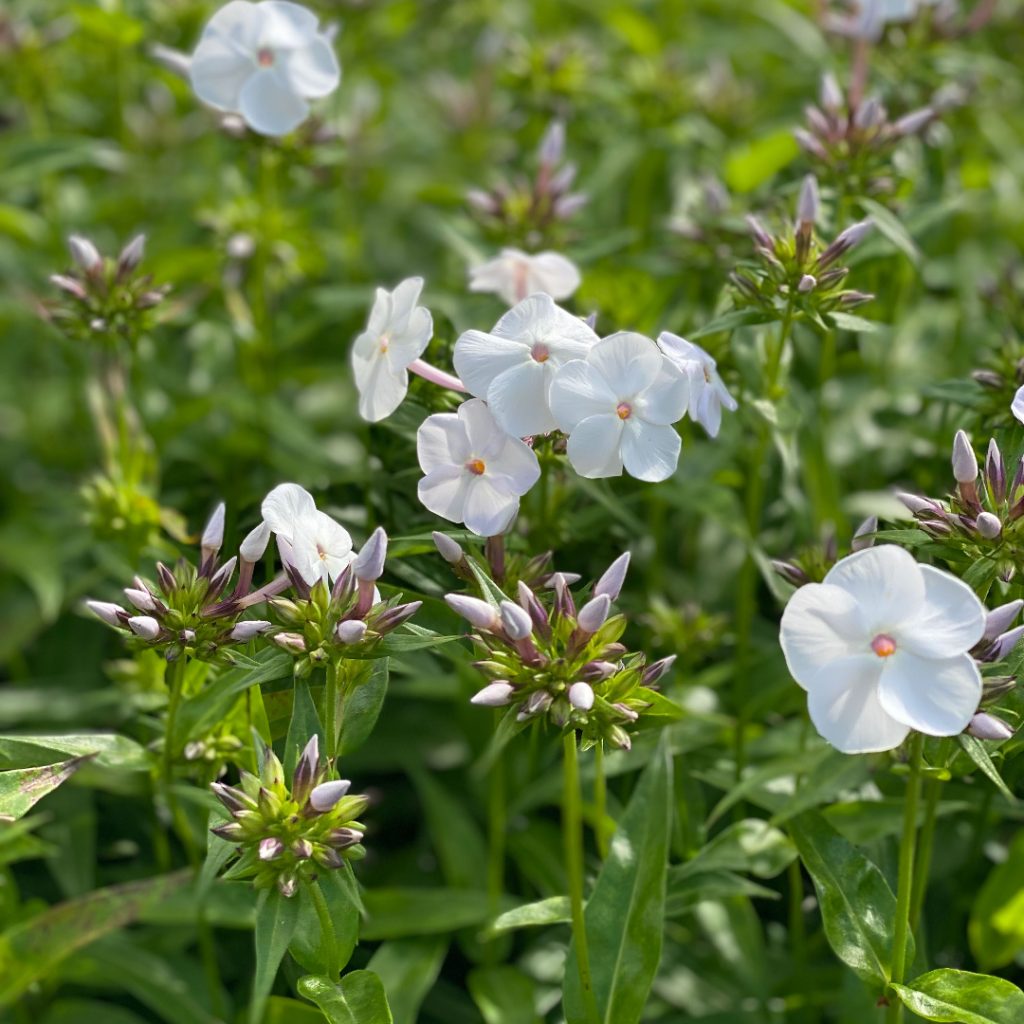 Phlox ‘David’ – Perennial Plant of the Year®