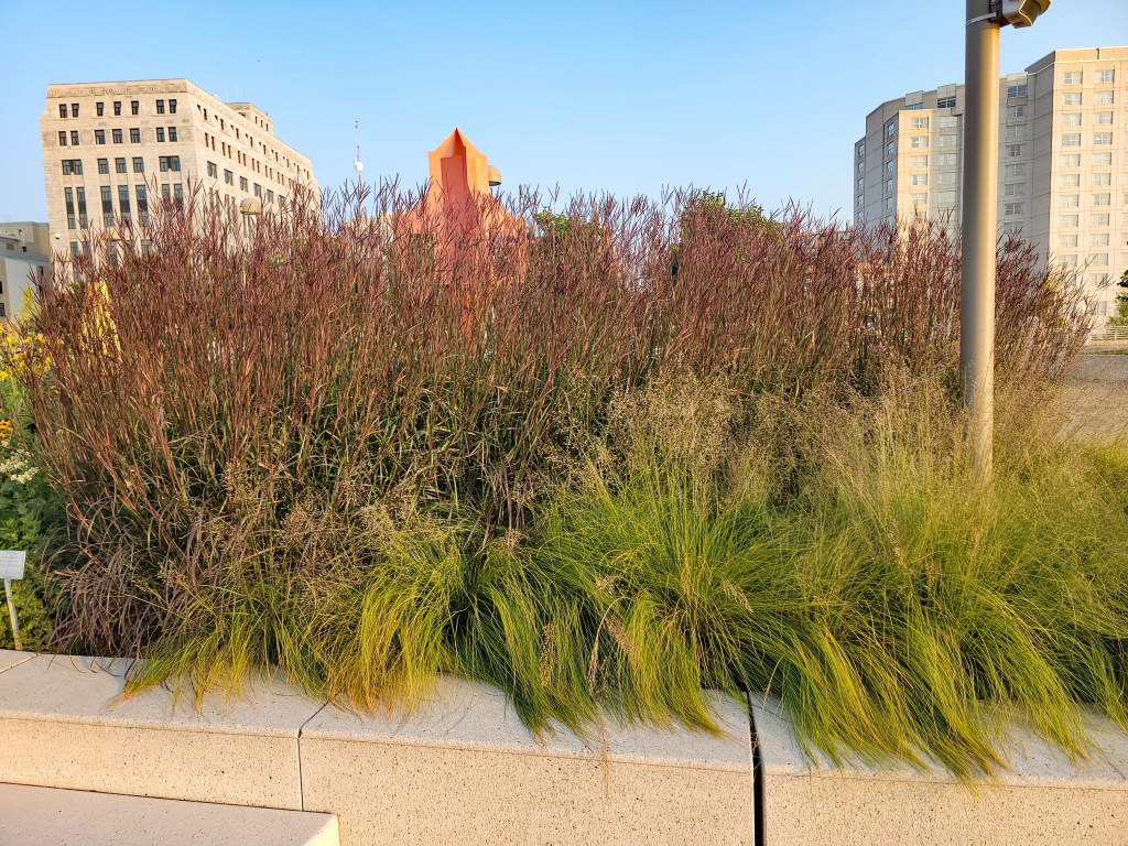 Andropogon gerardii ‘Blackhawks’ – Perennial Plant of the Year®
